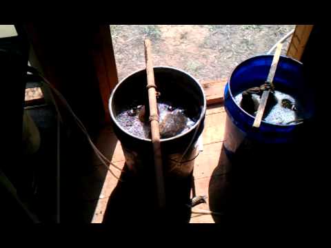 Goat poop tea for the garden - YouTube