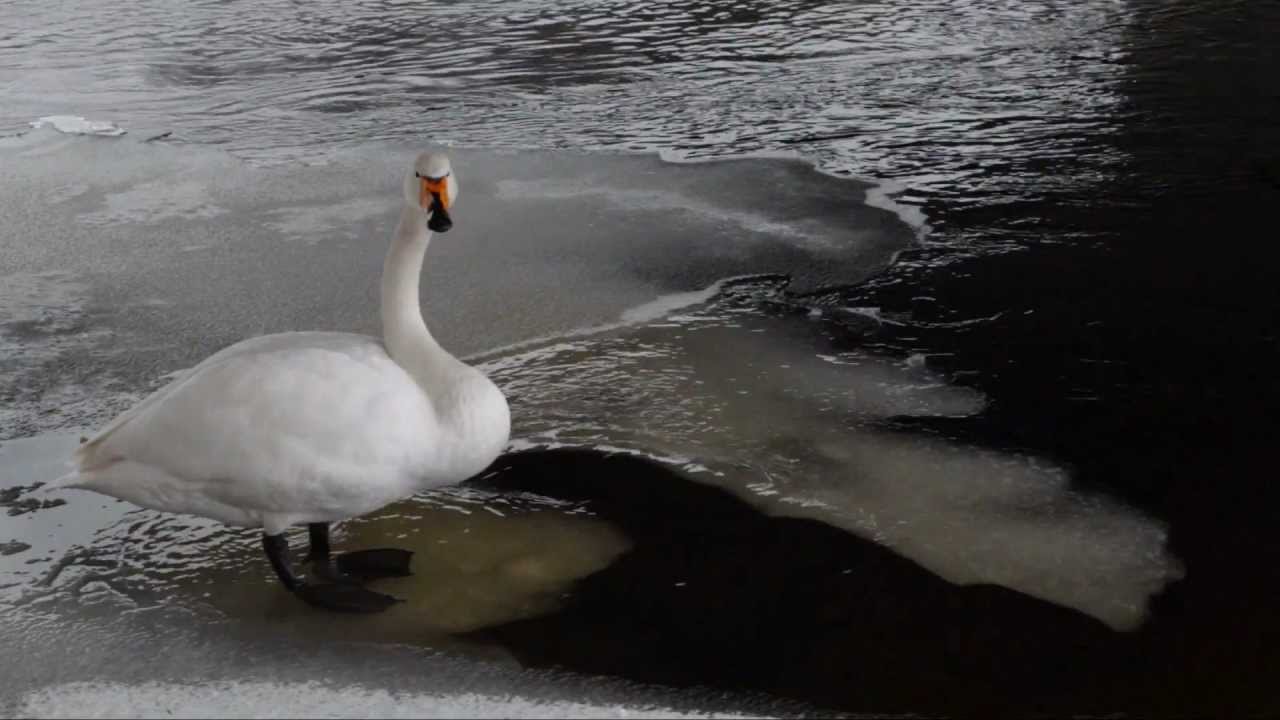 A Whooper Swan Using an Ice Raft as an Elevator - YouTube