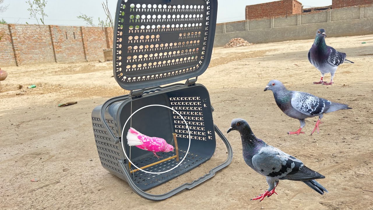 Easy And Fast Pigeons Catching Trap | How To Make Birds Trap | @qbtraps ...