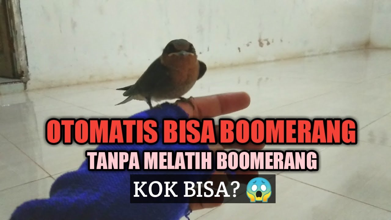 BURUNG PALLOW ATAU SRITI SKIIL BOOMERANG - YouTube