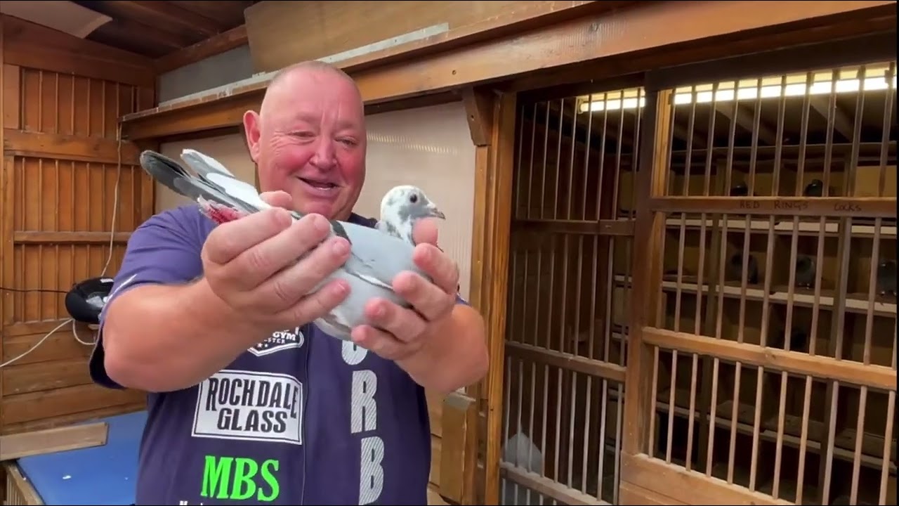 Steve Maylett full pigeon loft and interview - YouTube