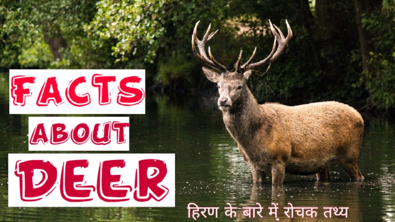 20 Amazing Facts About Deer Hindi YouTube 20-amazing-facts-about-deer-hindi-youtube