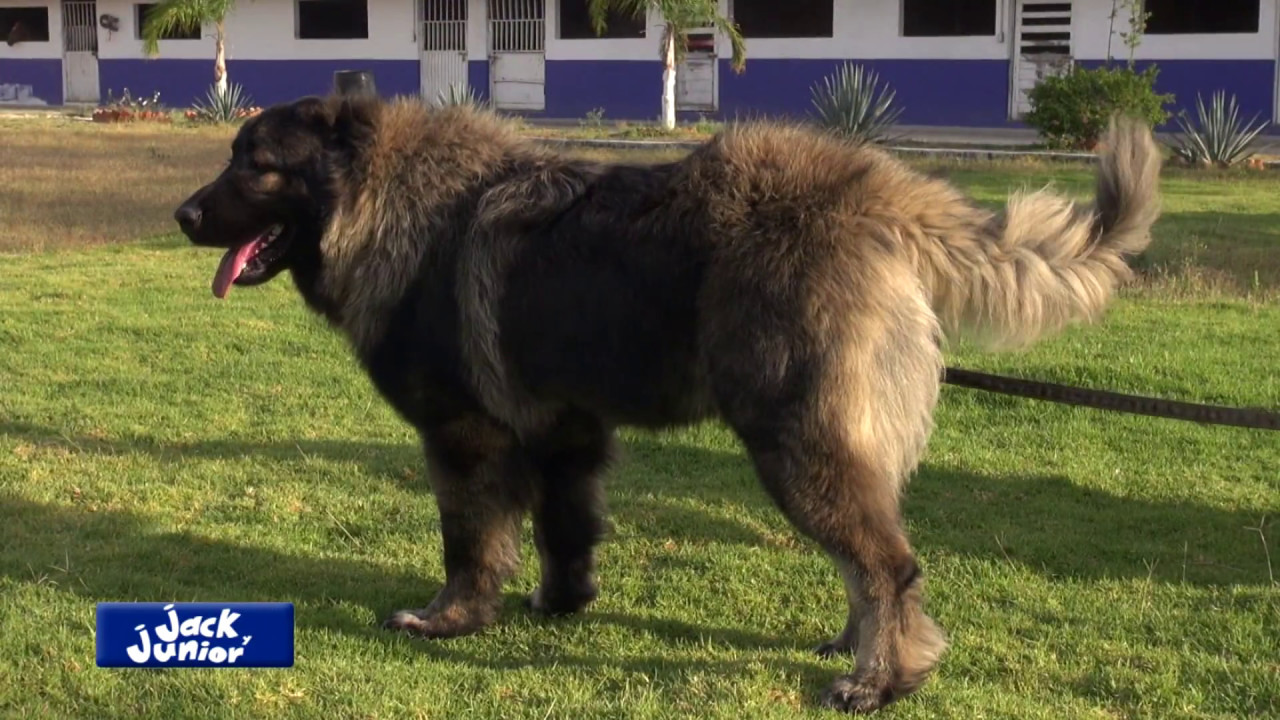 Pastor del Cáucaso parte 1 - YouTube