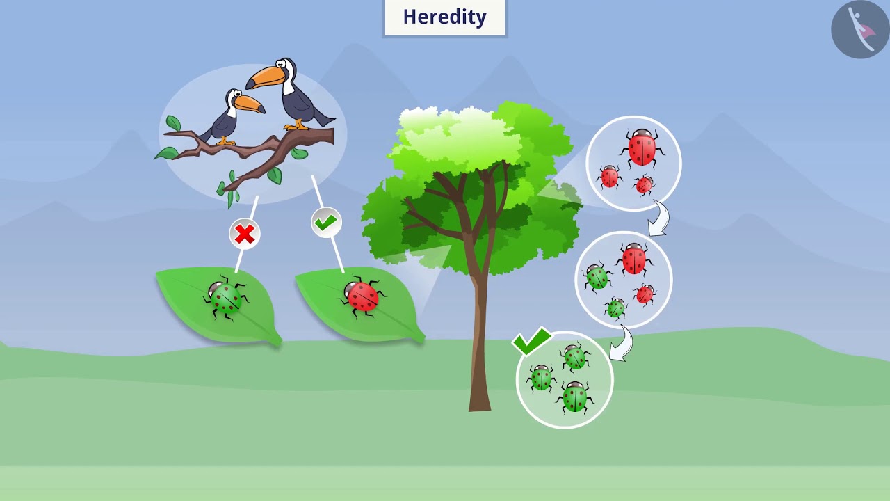 Basics of Heredity | Part 1/1 | English | Class 10 - YouTube