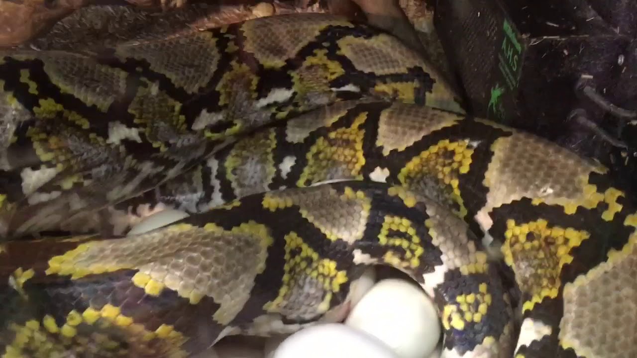 Large retic guarding her eggs #thatisreticulous - YouTube