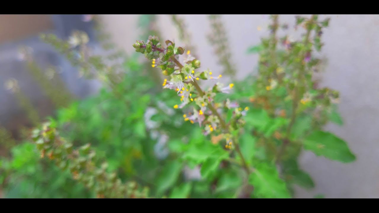 How To Grow Tulsi-Holy Basil From Seeds (With Updates) | Very Fastest ...