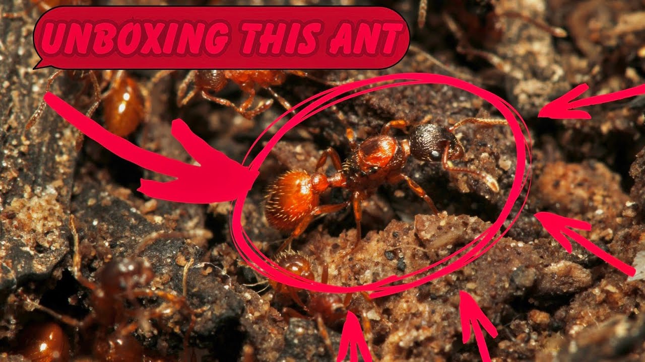 Receiving a Package Full of Ants! - YouTube