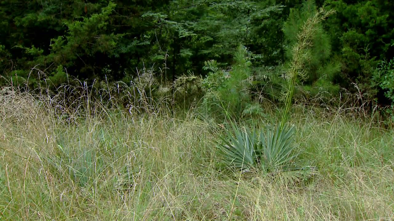 Native Palms - YouTube