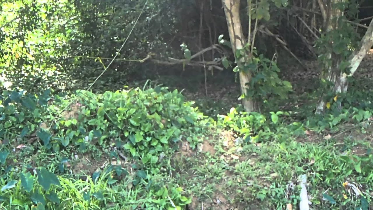 Tito's Paintball park in Rio grande PR, Snipers Vs 20+ Capture the flag ...