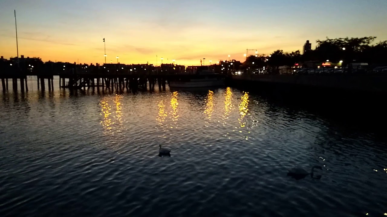 Swans in Sheepshead Bay Part 1 - YouTube