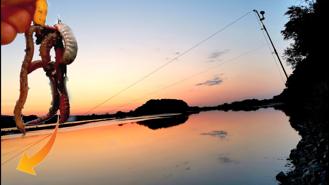 Angeln auf Wels am Rhein mit Wurm, Grundel, Rotauge und Flusskrebs ...