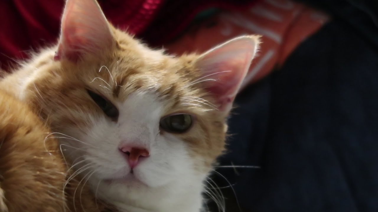 When Your Cat Wakes Up Grumpy - YouTube