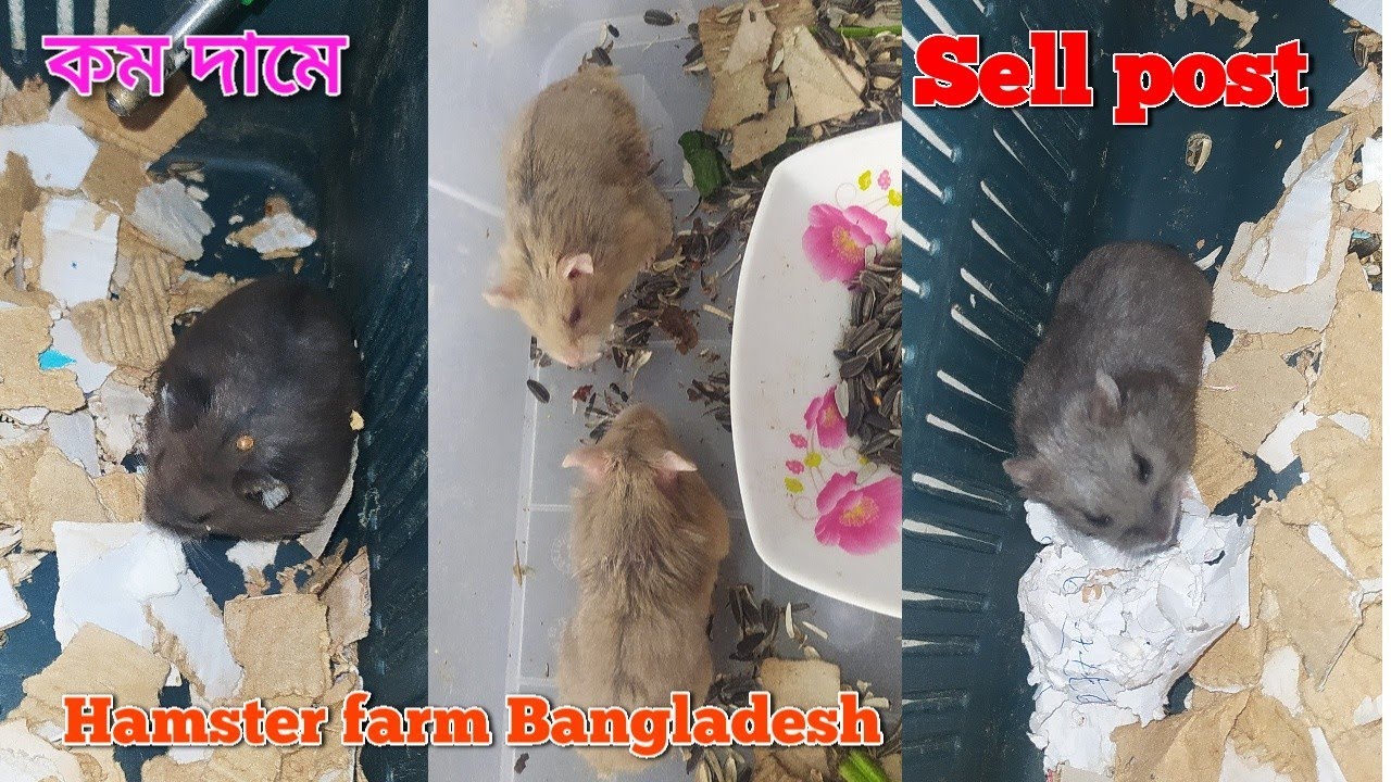 Hamster farm bd | Hamster price in Bangladesh | Hamsters will be sold - YouTube