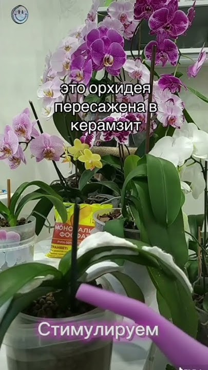 Стимулятор корнеобразования для орхидей. #орхидеицветут #orchidcare # ...