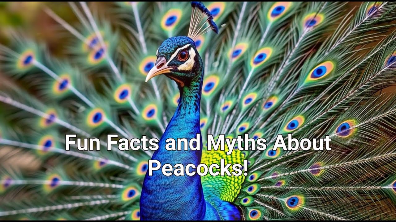 Peacocks 🌟 The Show-Offs of the Animal Kingdom! 🦚 | Fun Facts & Myths ...