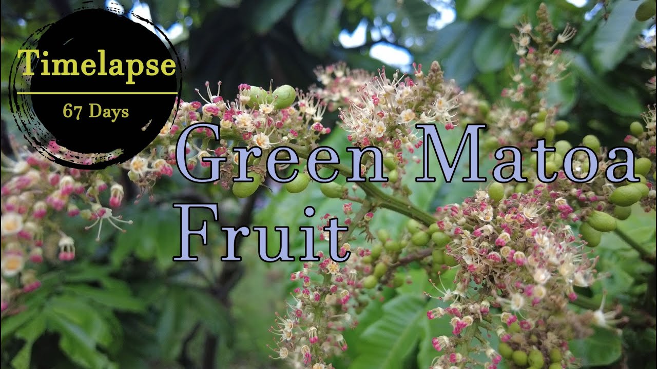 GREEN MATOA FRUIT - FROM FLOWER TO FRUIT (67 DAYS) - YouTube