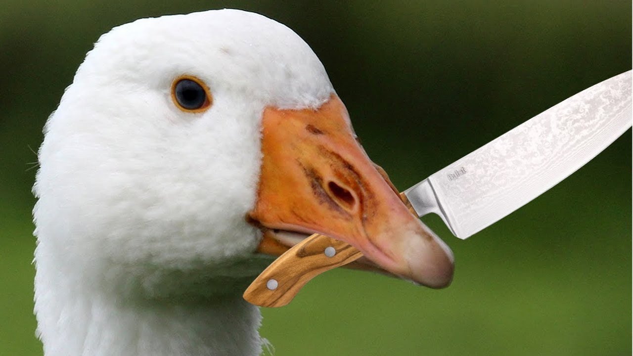 Wait, this isn't among us!! Goose Goose Duck Funny Moments - YouTube