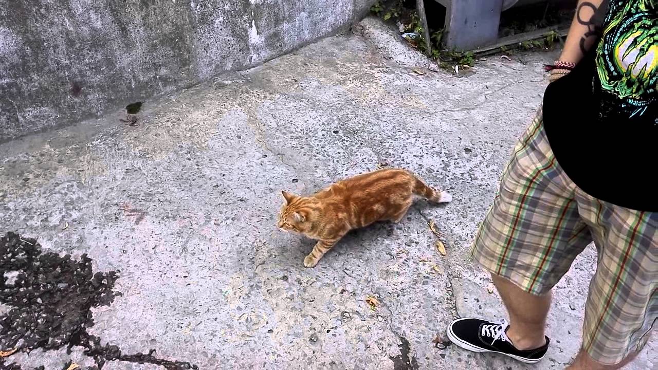 Cat is lagging - YouTube