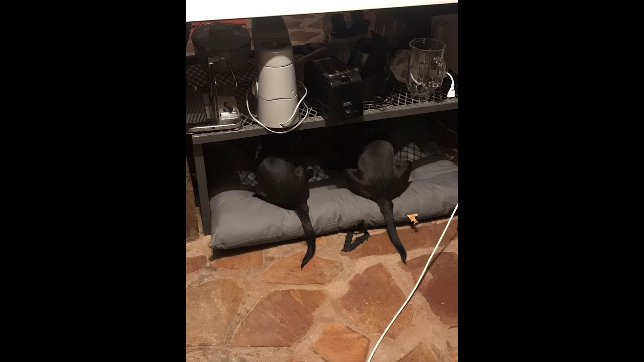 Finding a culprit part 1 - YouTube