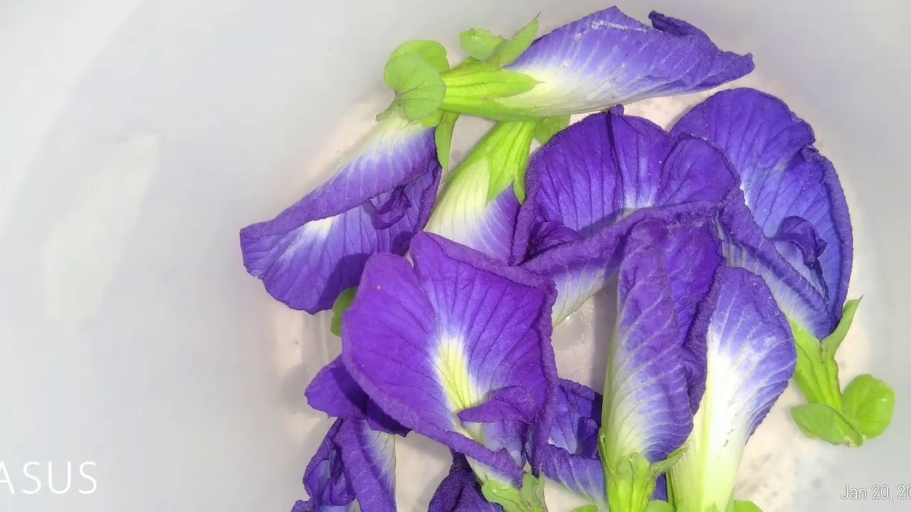 சங்கு பூ மருத்துவ மகத்துவம்/ Muligai Poo - YouTube