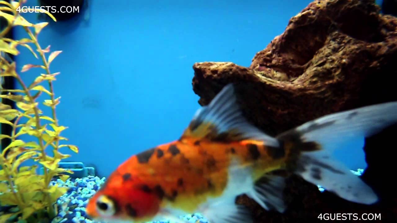 SHUBUNKIN GOLDFISH in TANK [HD] - YouTube