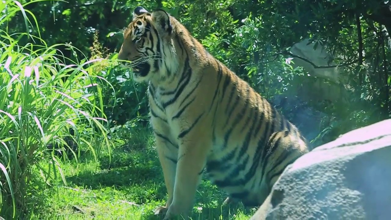 Tiger eating grass - YouTube
