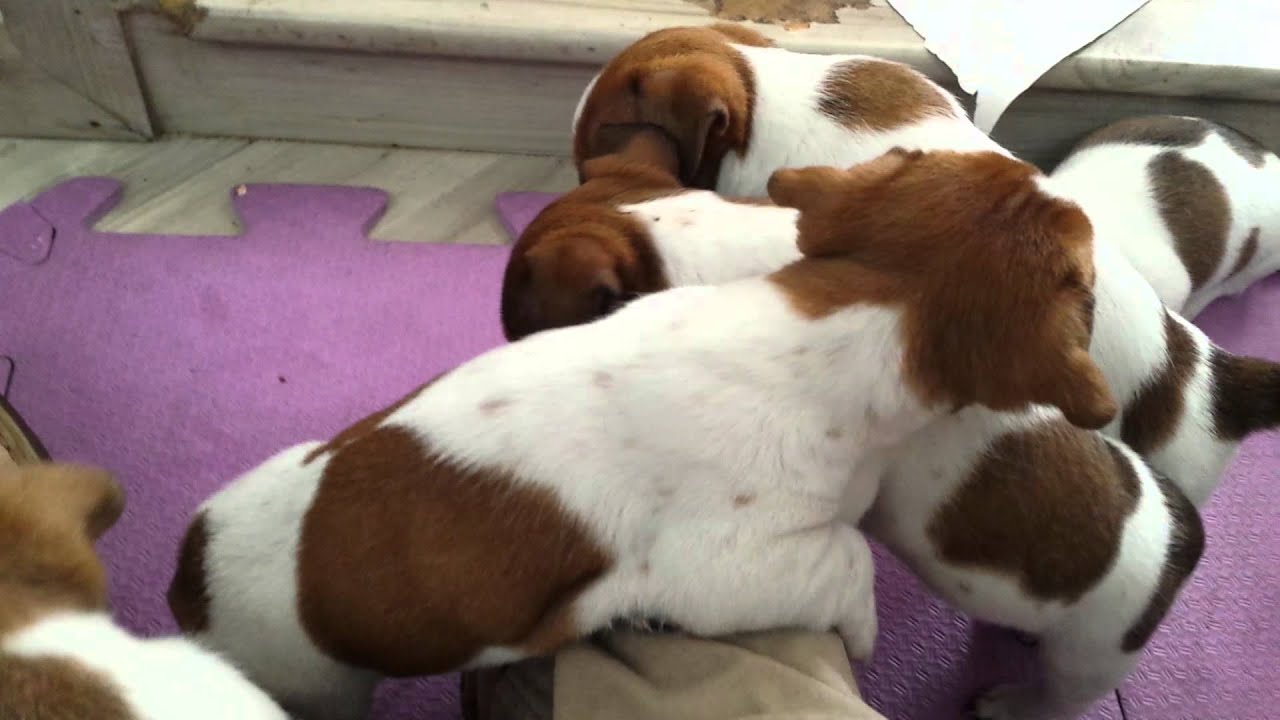 Jack Russell from Regina-BRA (on sale) regi.vianna@hotmail.com - YouTube