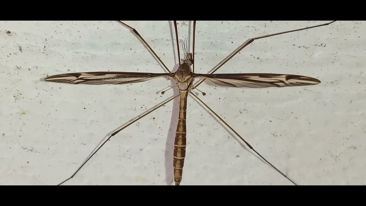 CLOSE UP OF CRANE FLY OR MOSQUITO HAWK YouTube close-up-of-crane-fly-or-mosquito-hawk-youtube