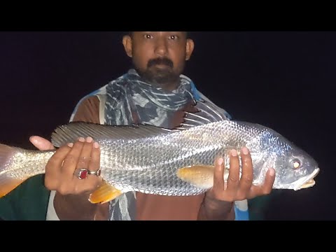 Mangroves fishing | Arjeena fishing | Goli machli ka shikar # ...