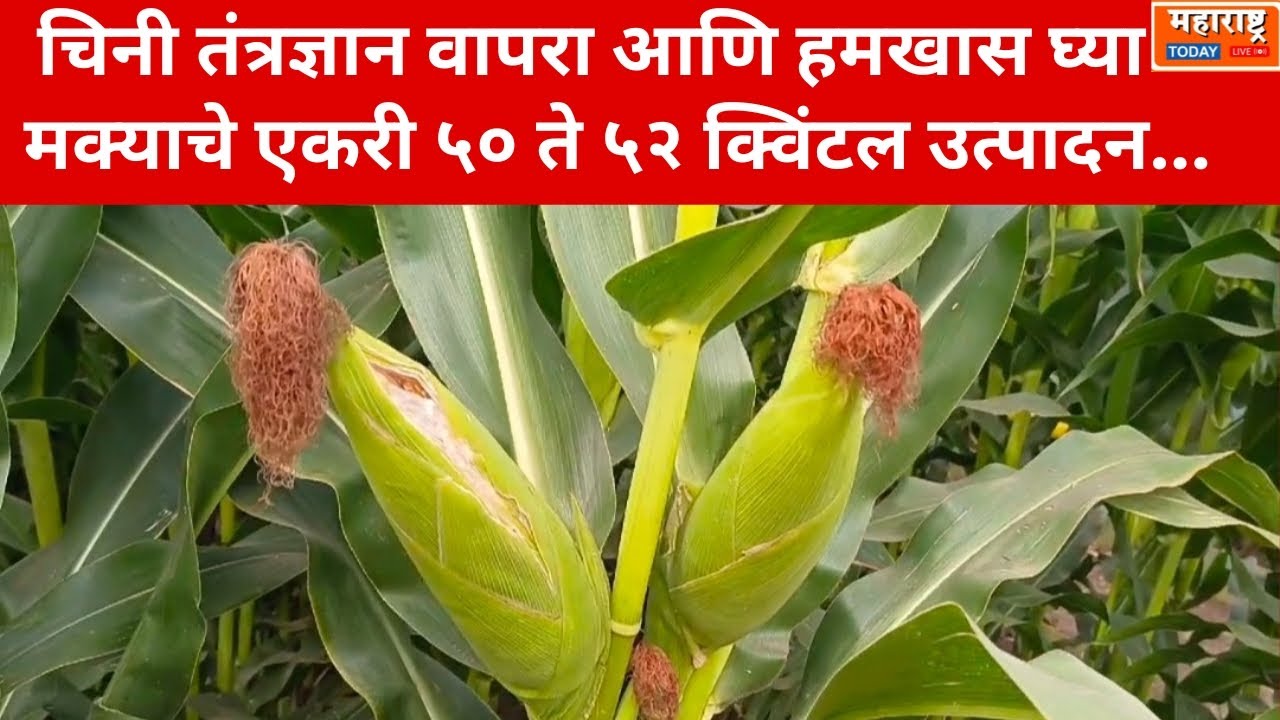Baramati | चिनी तंत्रज्ञान वापरा आणि हमखास घ्या मक्याचे एकरी ५० ते ५२ ...