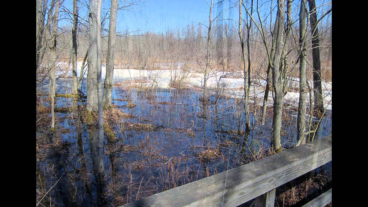 Huckleberry Swamp - YouTube