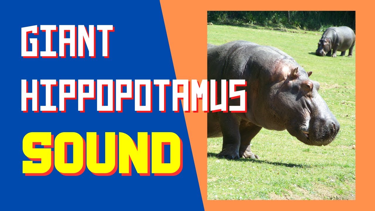 Hippo sound effect - YouTube