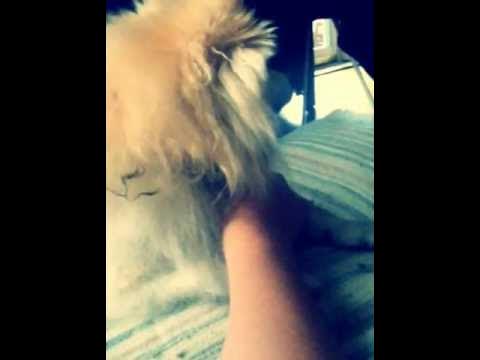 dog wont stop licking! - YouTube