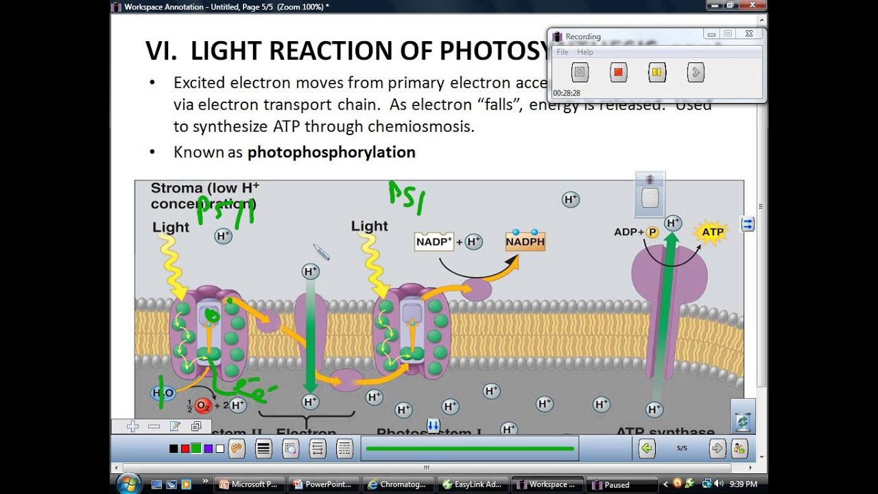 Photosynthesis - YouTube