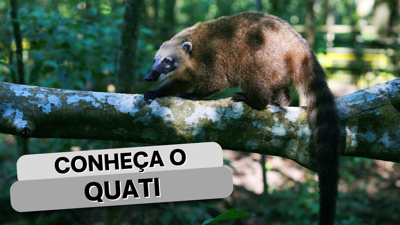 QUATI: Qual Animal? - YouTube