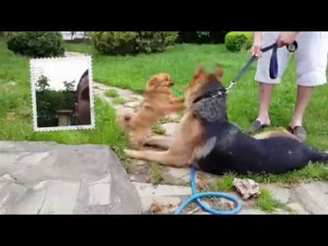 Alman Kurduna sinirlenen küçük köpek