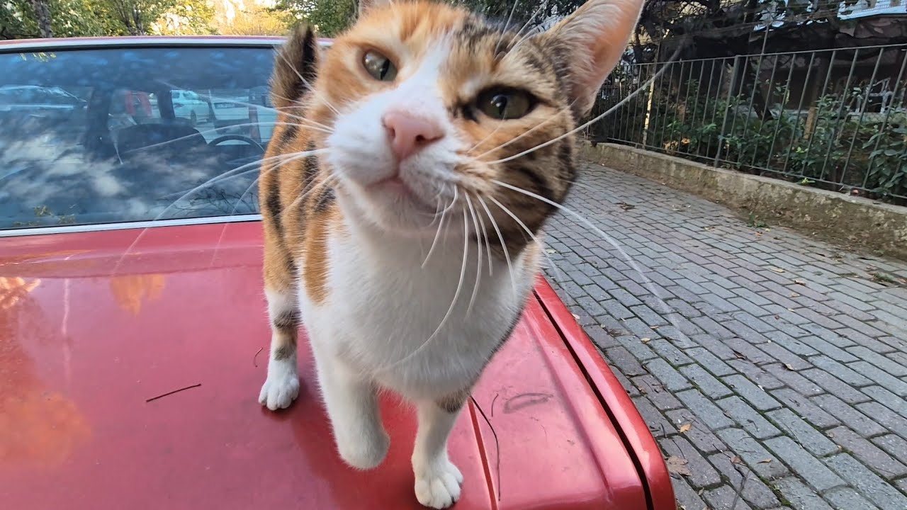 The Very Cute Tailless Calico Street Cat - YouTube