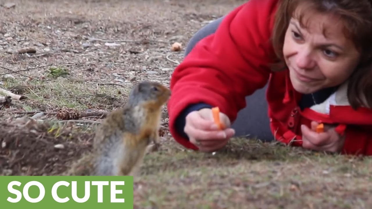 Gopher kisses woman for tasty carrot - YouTube