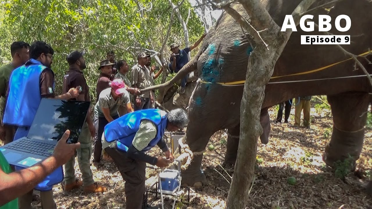 The Secrets of Agbo: Officials, New Tests, and Unseen Discoveries ...