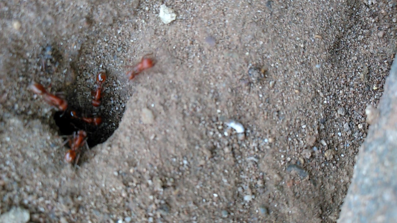 Hormiga roja (Mochomos) - YouTube