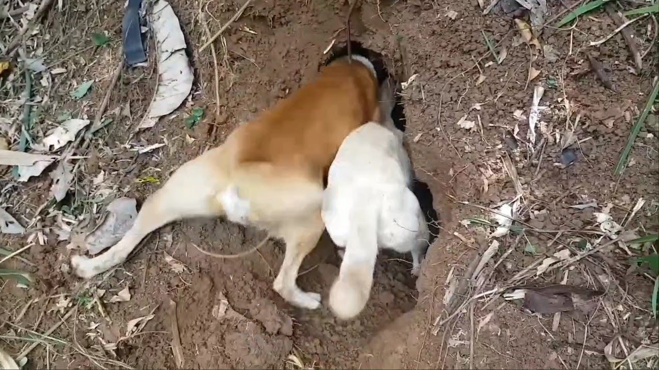 TALENTADONG MGA ASO ITO..GRABE MANGHULI PASOK SA LUNGGA.. - YouTube
