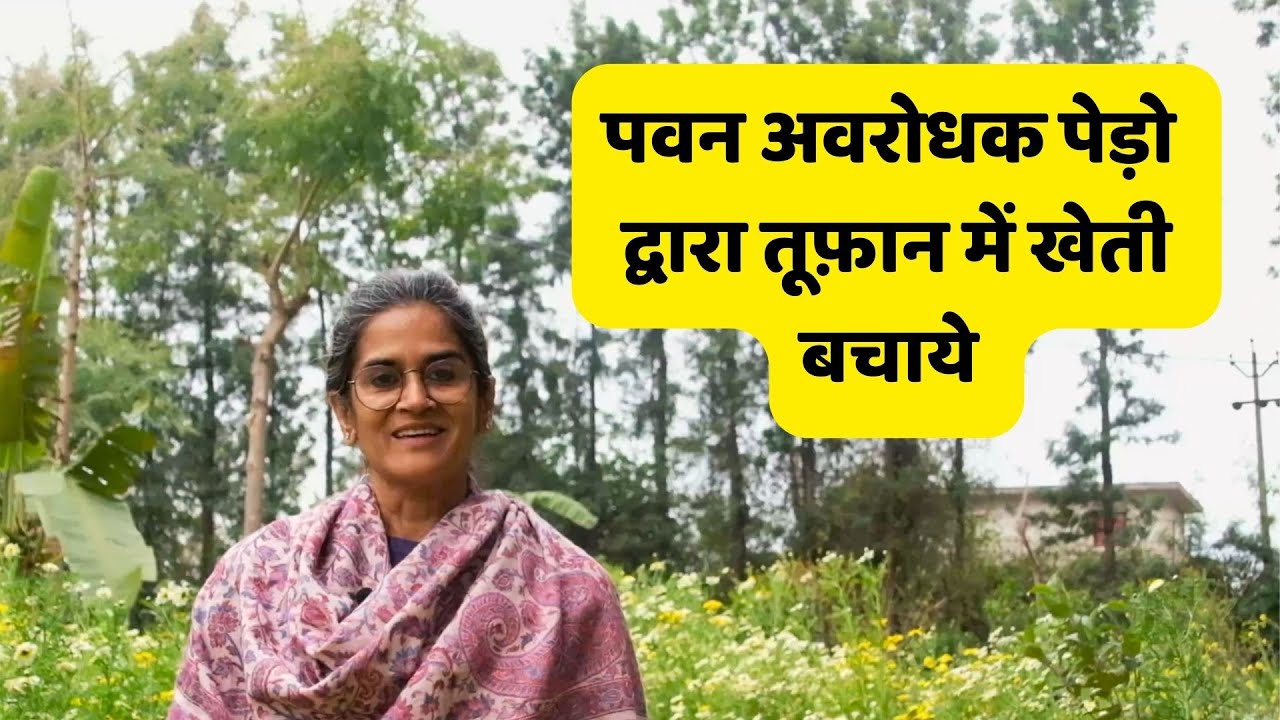 Wind breaking Trees | पवन अवरोधक पेड़ो से खेती को तूफ़ान से बचाये - YouTube