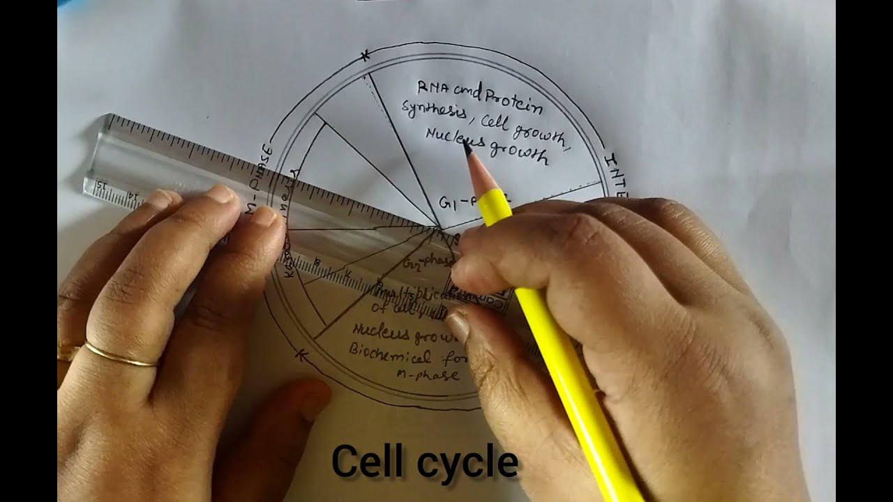 How to draw the cell cycle. Diagrammatic representation of cell cycle ...