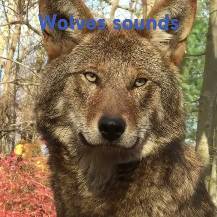 WOLVES SOUNDS - YouTube