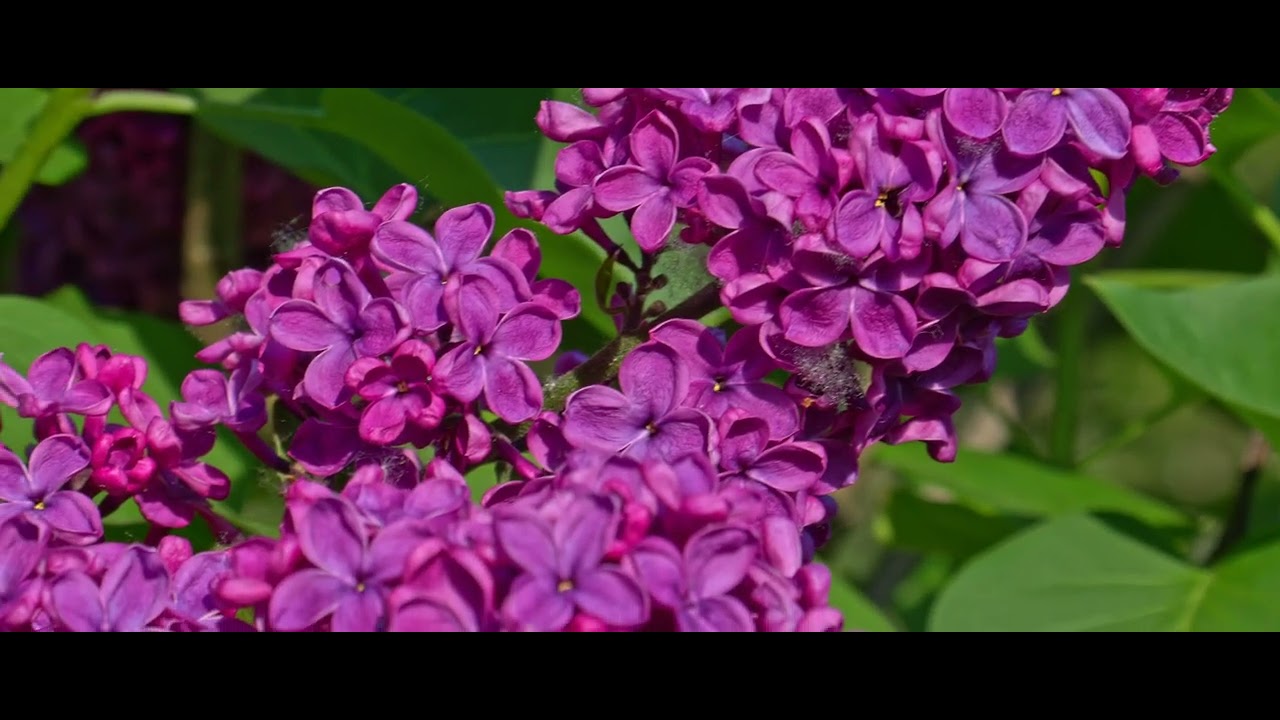 Magic Lantern RAW │Crop Mood │700D│Helios 44 │ Early Summer Mood [3.5K ...