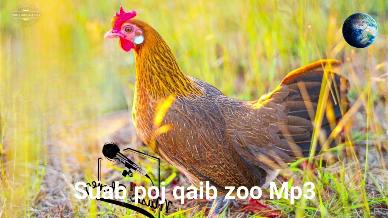 poj qaib seev |18|New 2023 Mp3 - YouTube