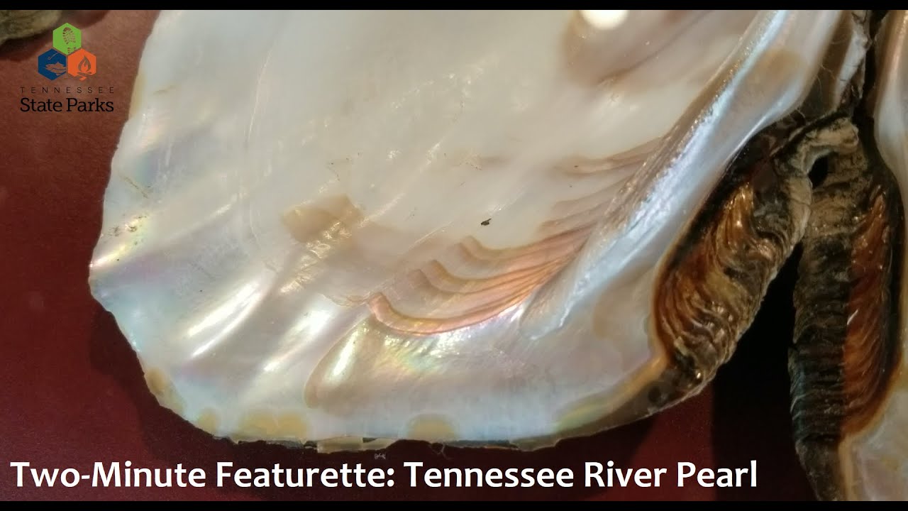 Two-Minute Featurette: Tennessee River Pearl - YouTube