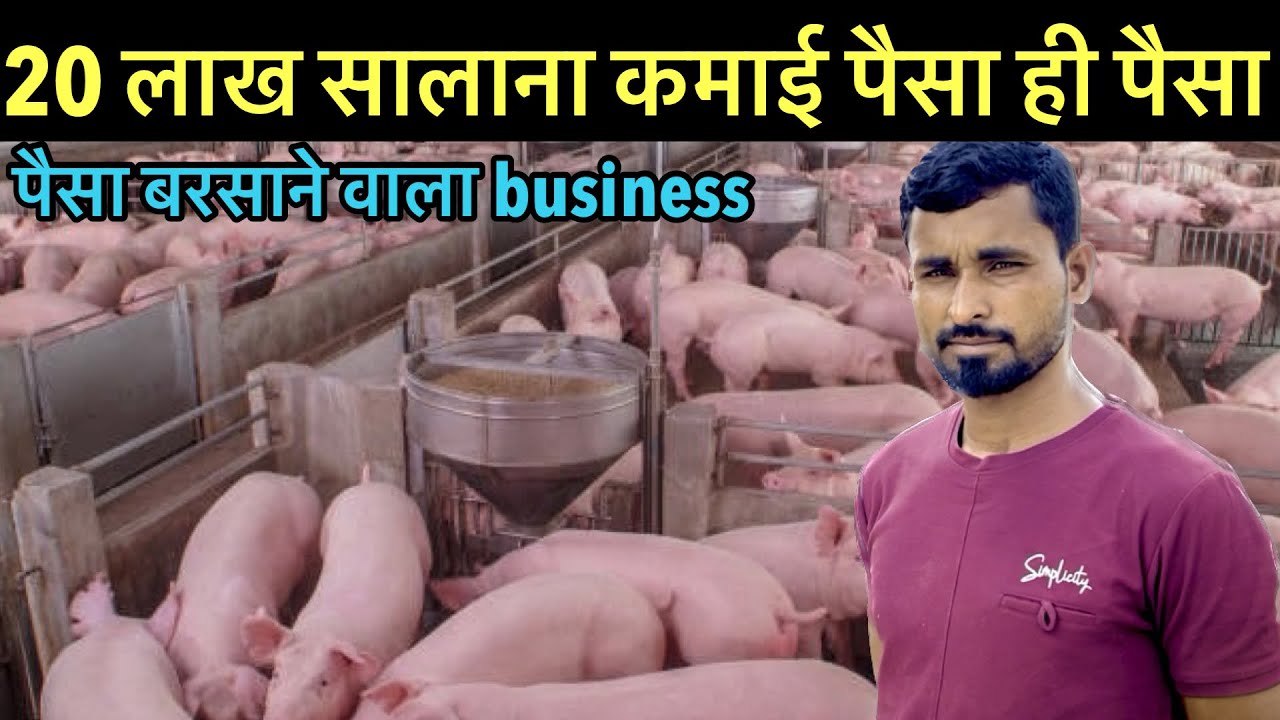 Biggest Pig Farm In India Pig Farming For Beginners Pig Farming YouTube biggest-pig-farm-in-india-pig-farming-for-beginners-pig-farming-youtube