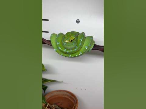 The number one Green Tree Python locality in the world. Any guess? 🐍🌏 ...