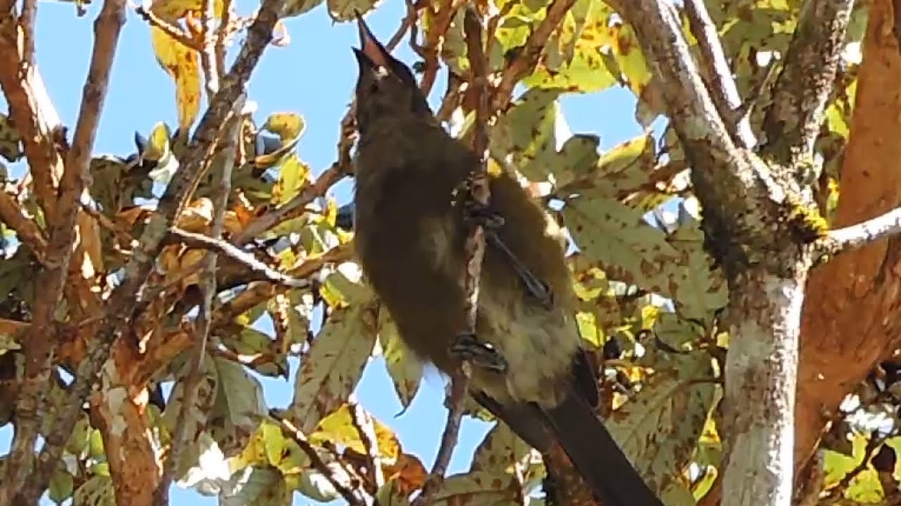 Bellbirds at the Chasm, on the road to Piopiotahi Milford Sound - YouTube